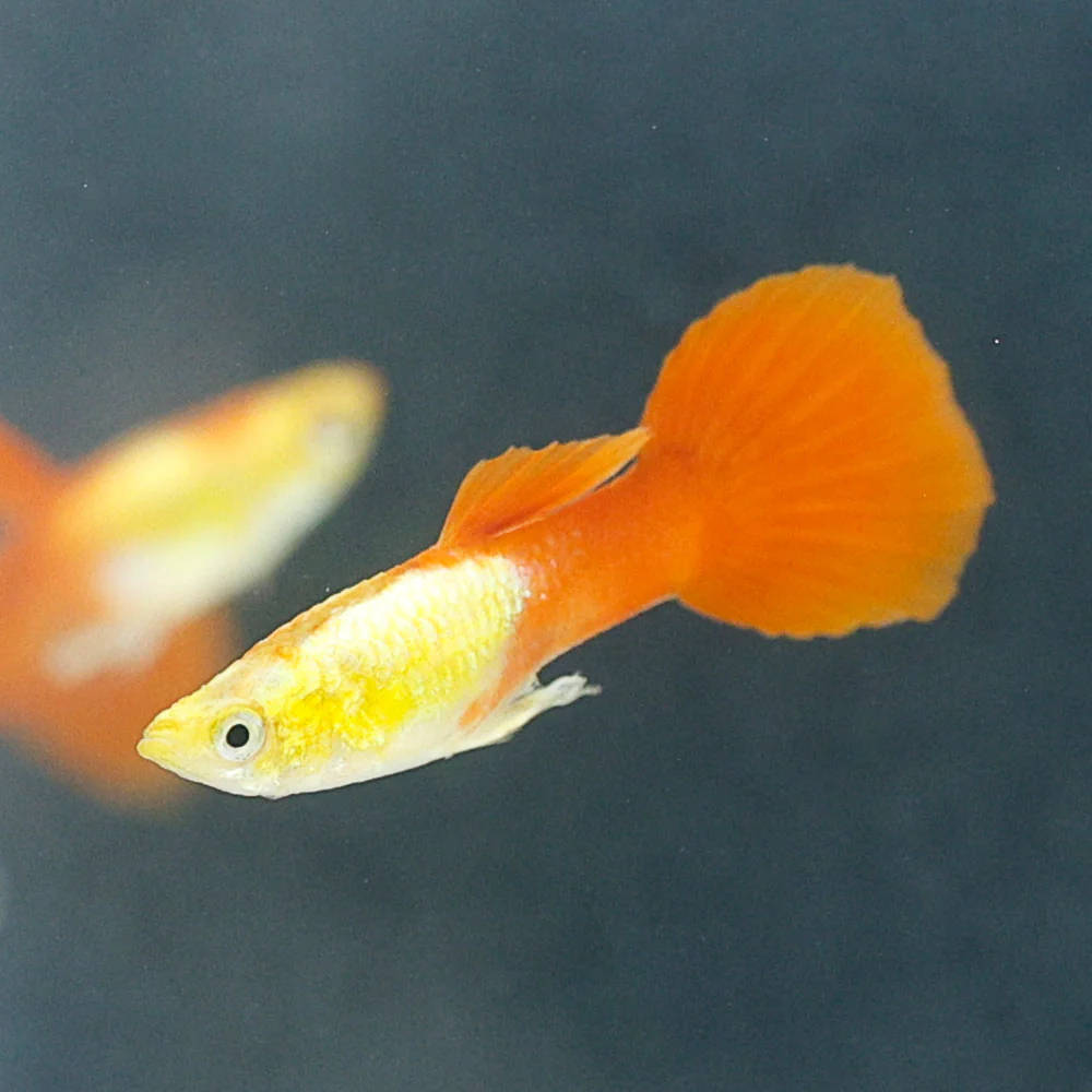 Golden Head Guppy Male Available - Roxy Aquarium