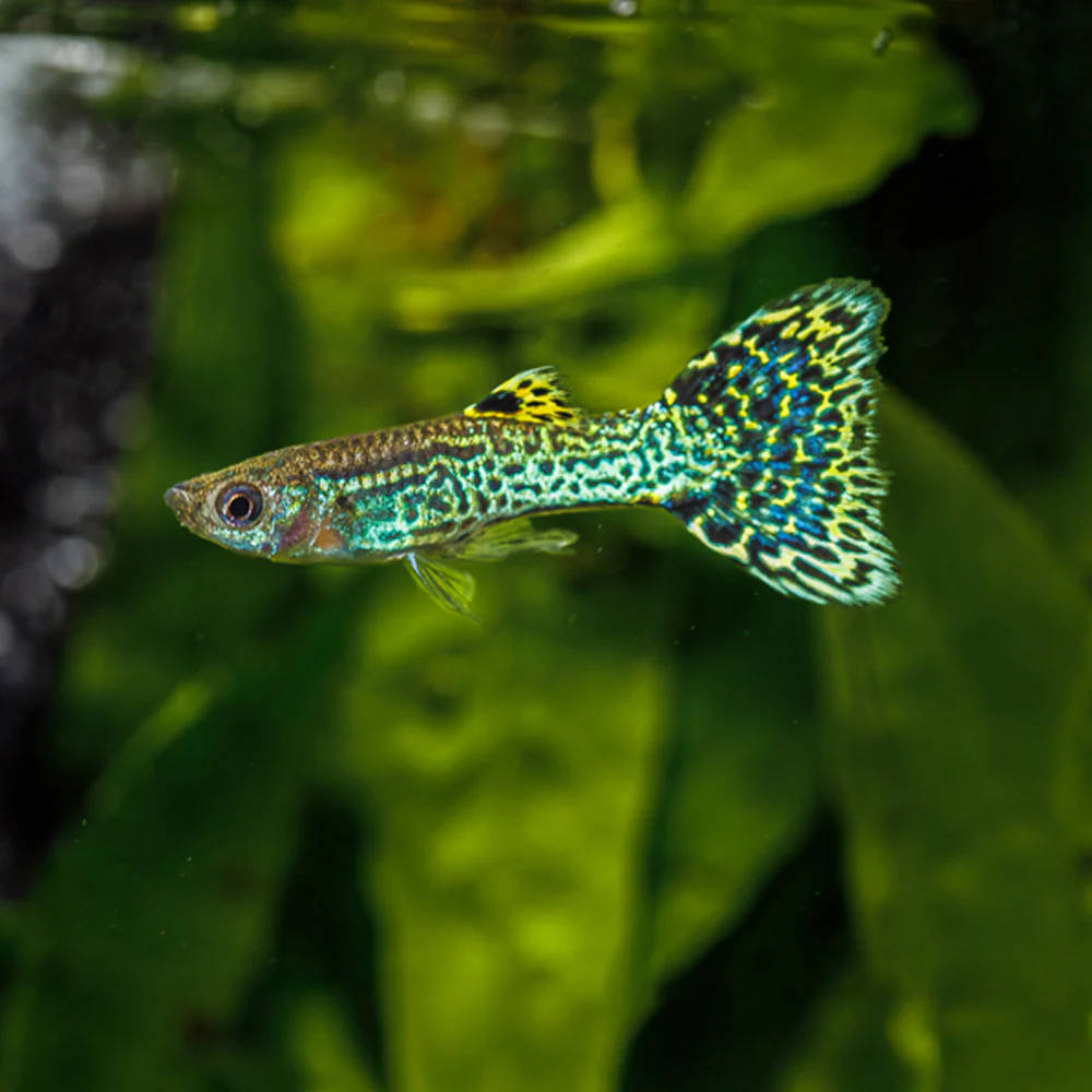 Green Cobra Guppy Male Available - Roxy Aquarium