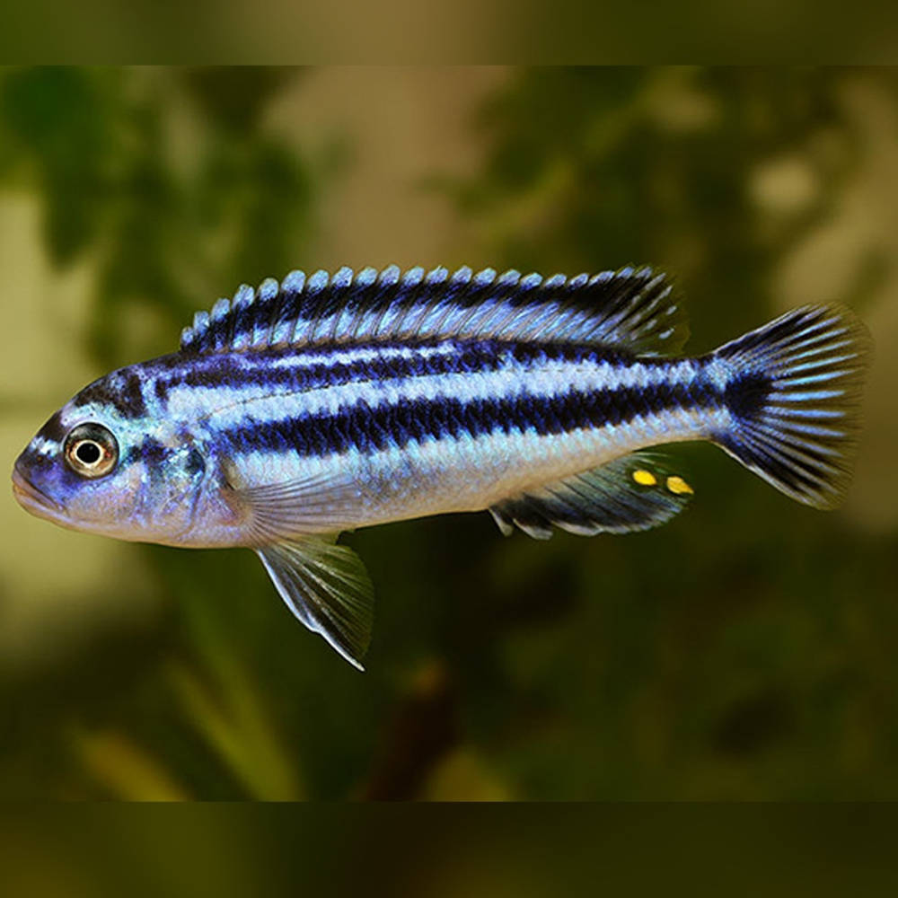 Melanochromis Johannii Available- Roxy Aquarium