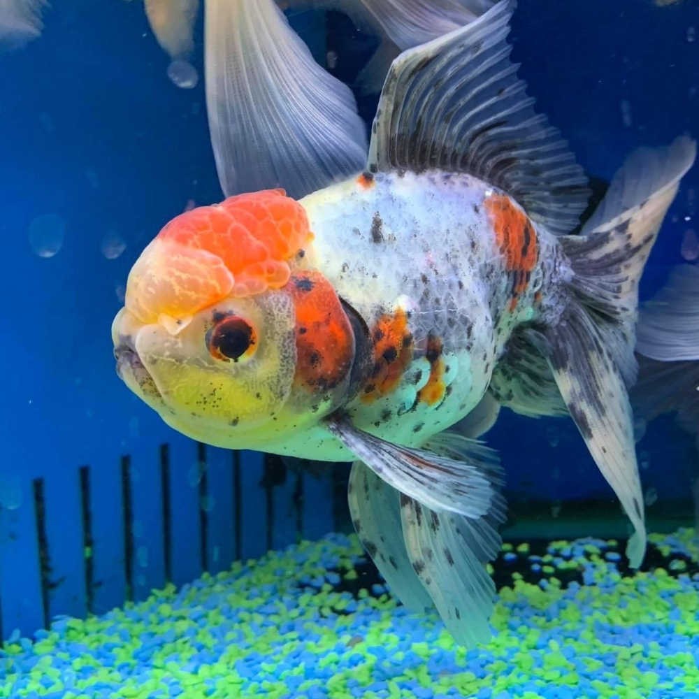 Oranda Calico Available Now - Roxy Aquarium