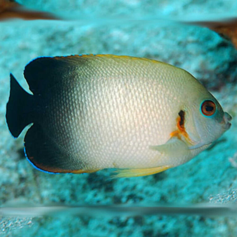 Pearlscale Angelfish - Roxy Aquarium