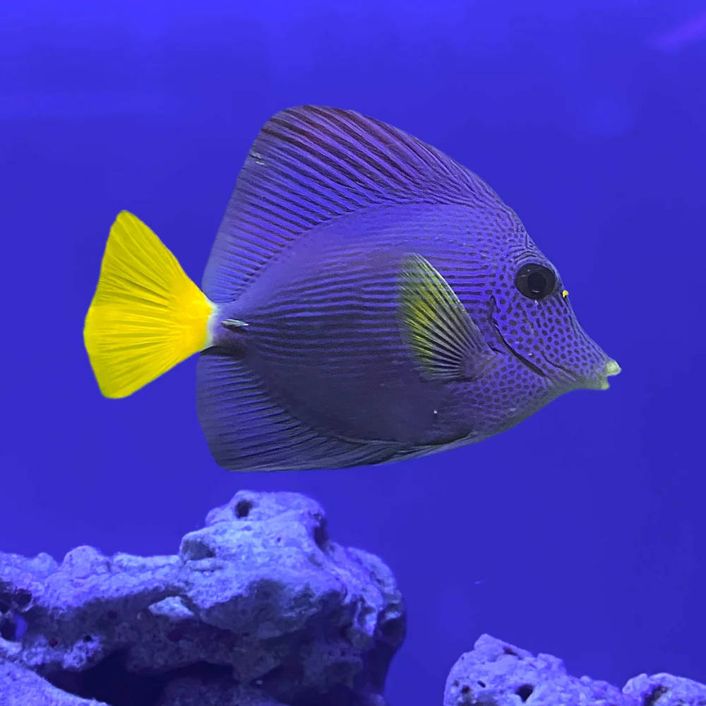 Purple Tang Available - Roxy Aquarium