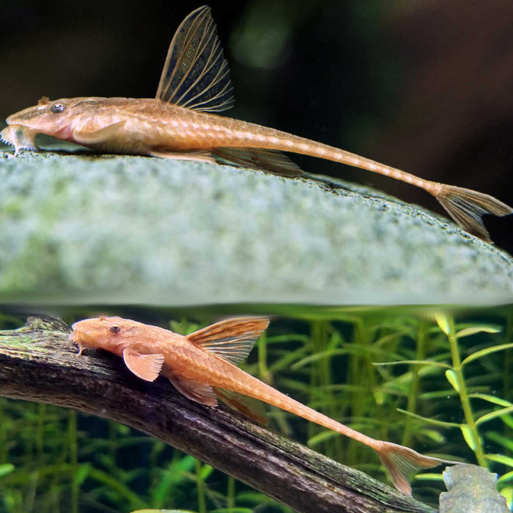 Red Whiptail Catfish Available - Roxy Aquarium