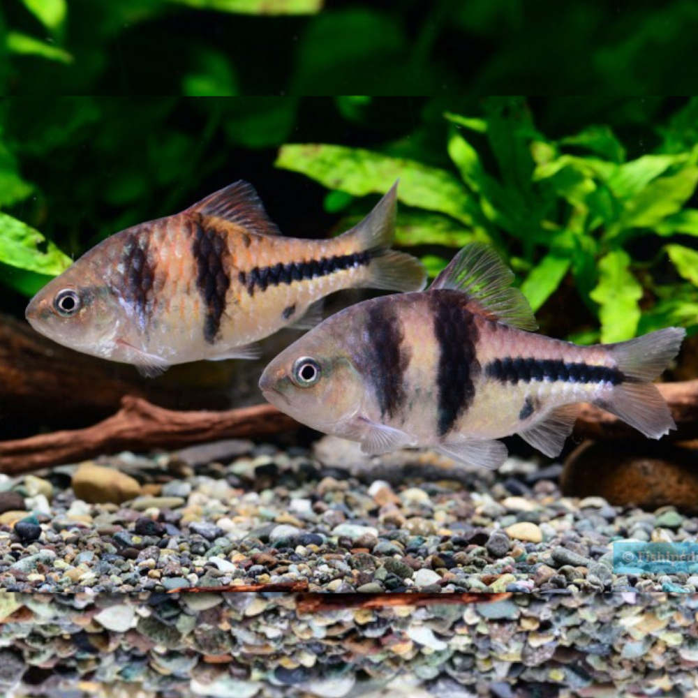 Spanner Barb (T Barb) Available - Roxy Aquarium