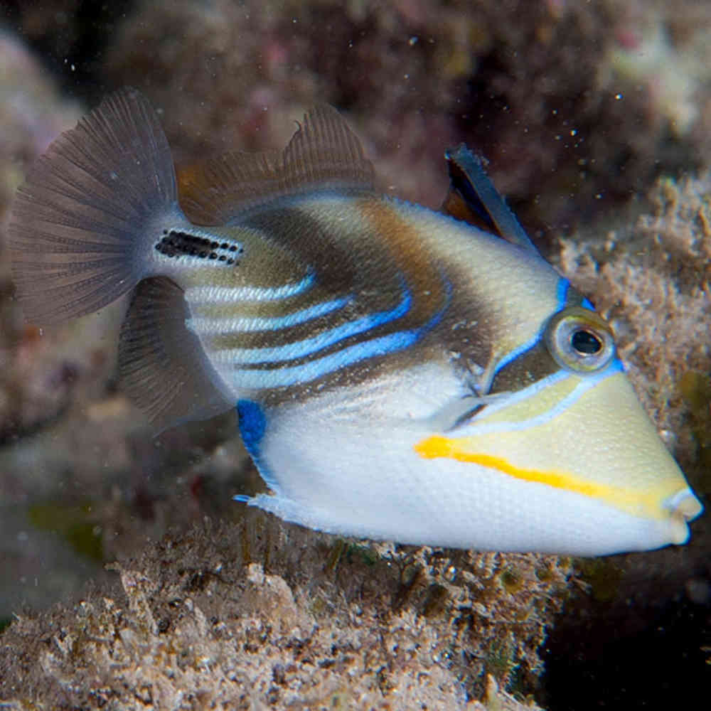 Lagoon Triggerfish - Roxy Aquarium
