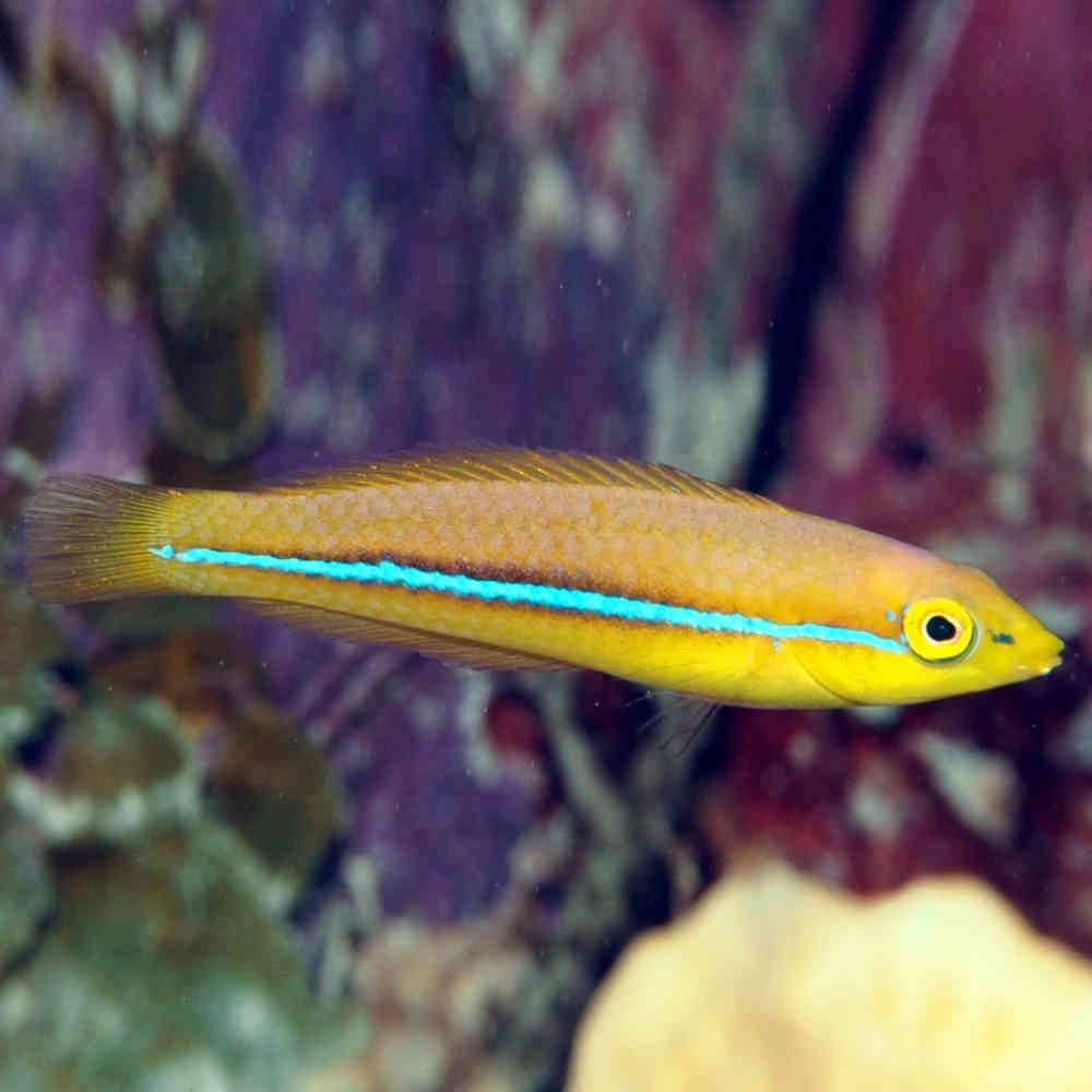 Neon Wrasse - Roxy Aquarium