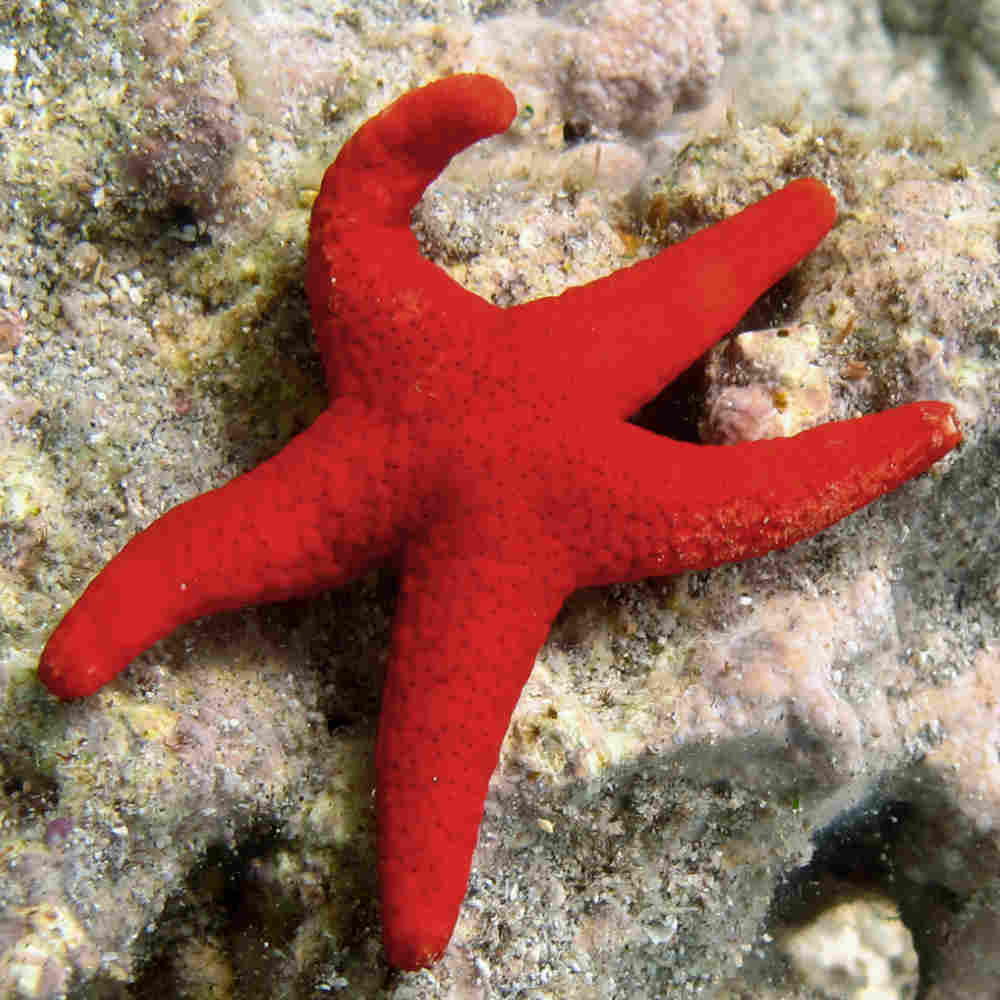 Red Fromia Starfish - Roxy Aquarium