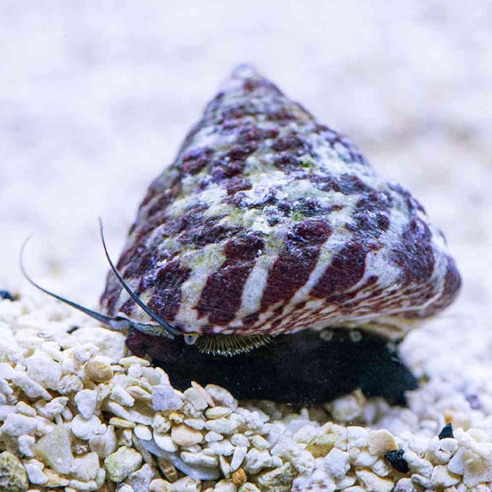 Trochus Snail – Giant - Roxy Aquarium