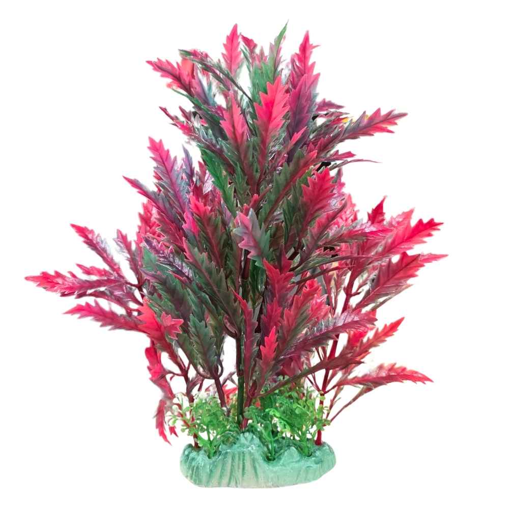 Pink Green Plant - Roxy Aquarium