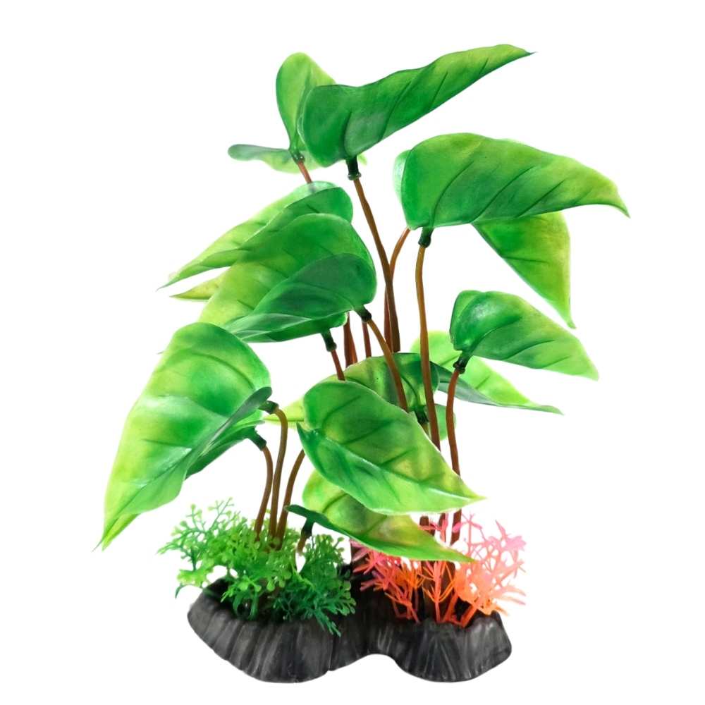 Big Leaf Plant - Roxy Aquarium