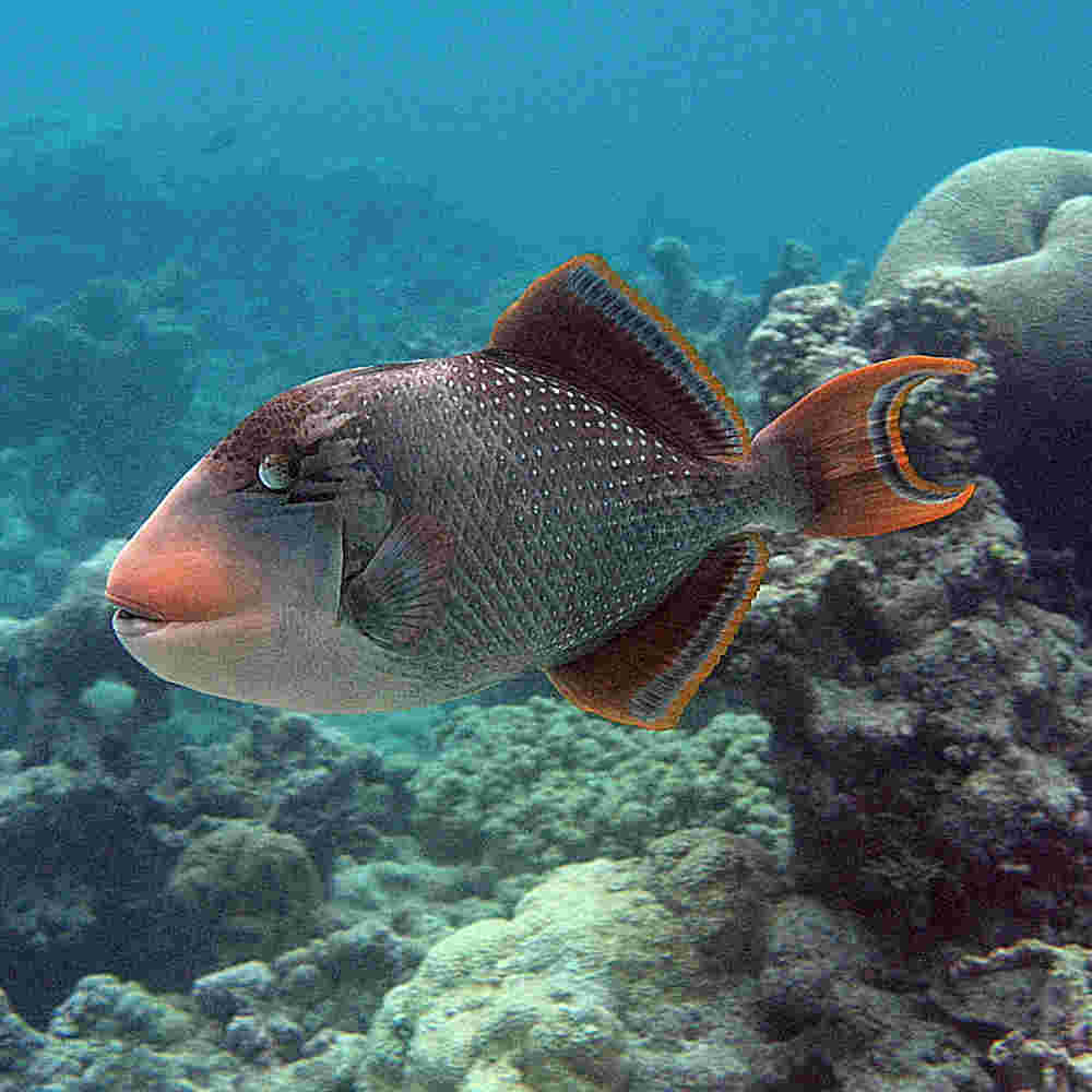 Yellow Margin Triggerfish - Roxy Aquarium