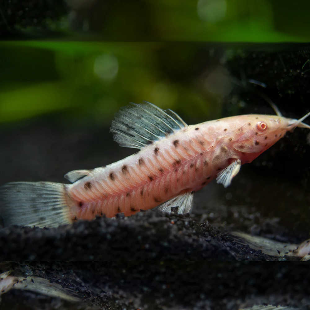 Catfish & Corydoras - Roxy Aquarium