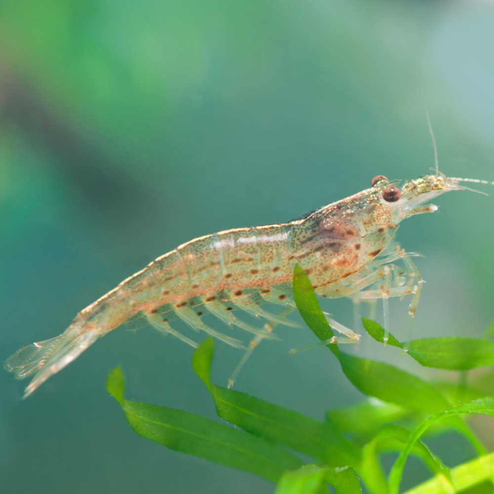Amano Shrimp - Roxy Aquarium