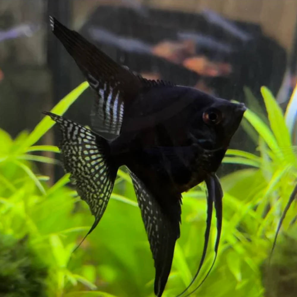 Black Lace Angelfish 36 Different Types Of Angelfish You Should Know