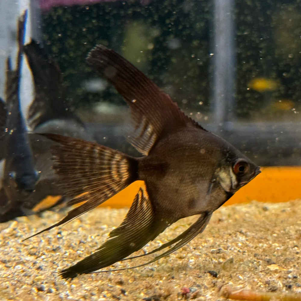 Black Lace Veiltail Angel - Roxy Aquarium