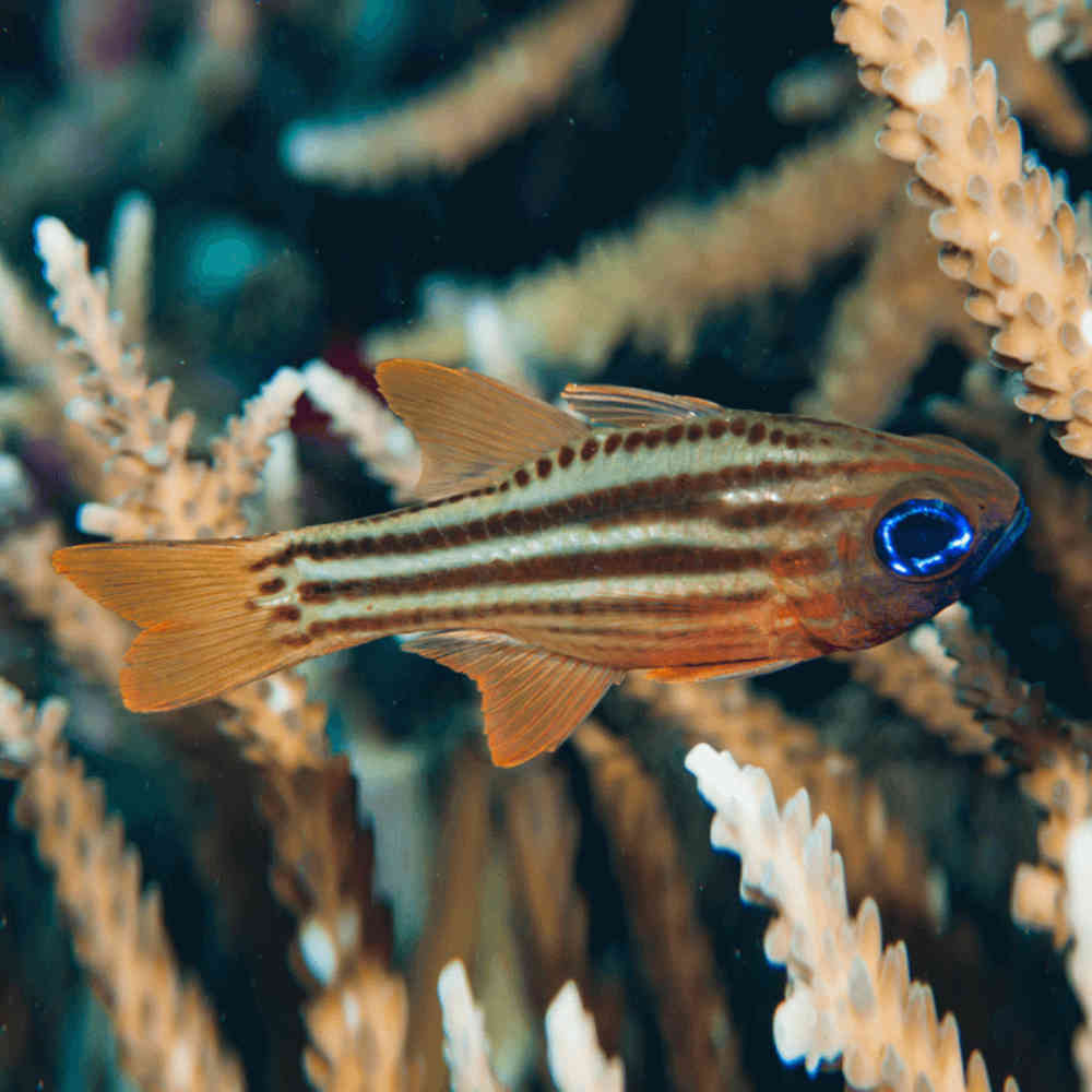 Blue Eye Cardinalfish - Roxy Aquarium
