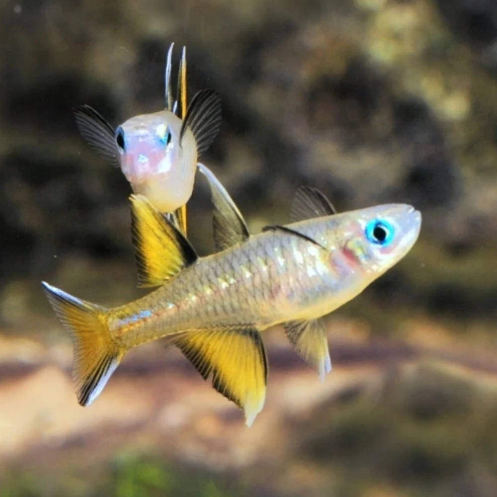 Blue Eyes Pacific Available - Roxy Aquarium