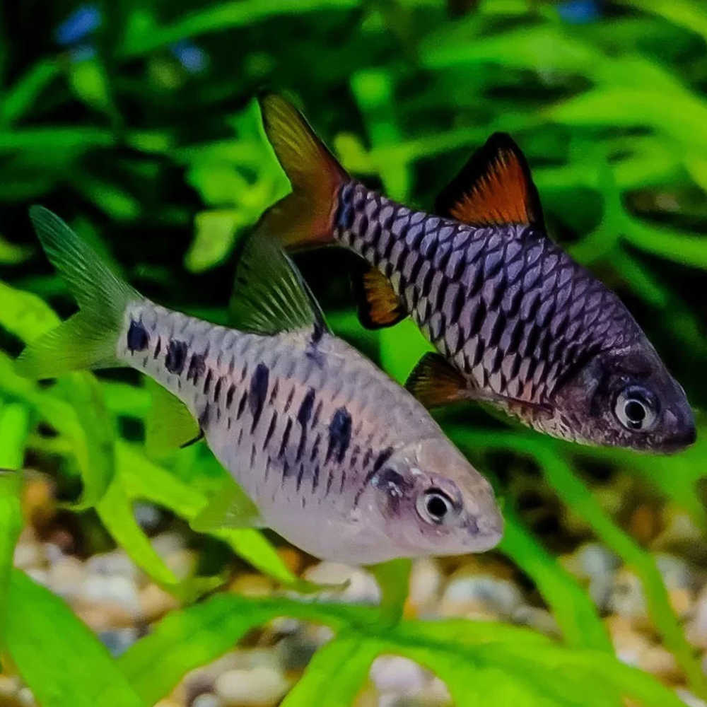 Checkered Barb Available - Roxy Aquarium