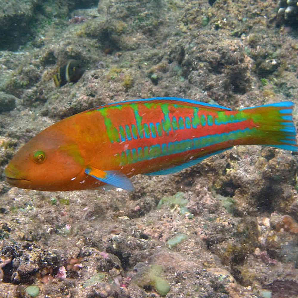 Christmas Wrasse - Roxy Aquarium