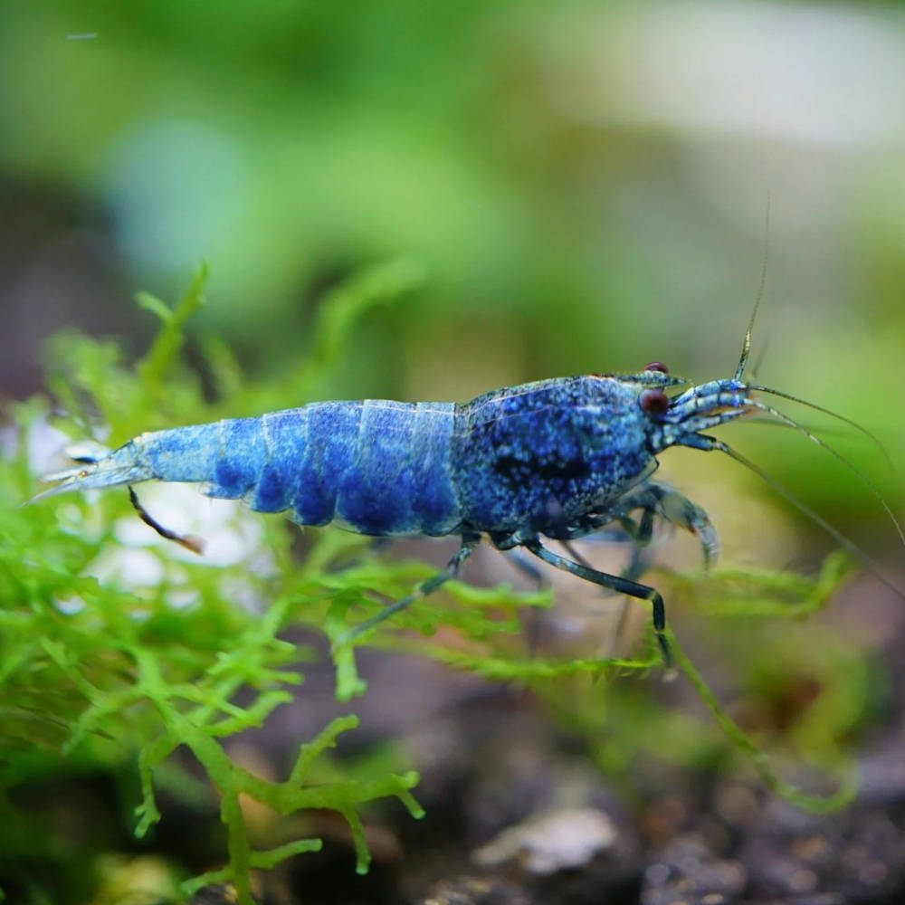 Extreme Blue Bolt Shrimp Available - Roxy Aquarium