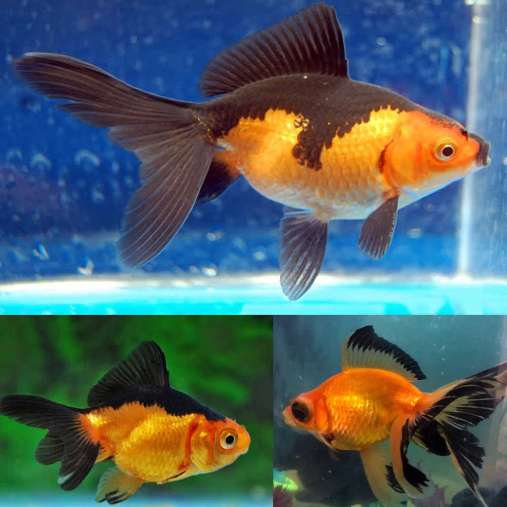 Fantail Red & Black Available - Roxy Aquarium