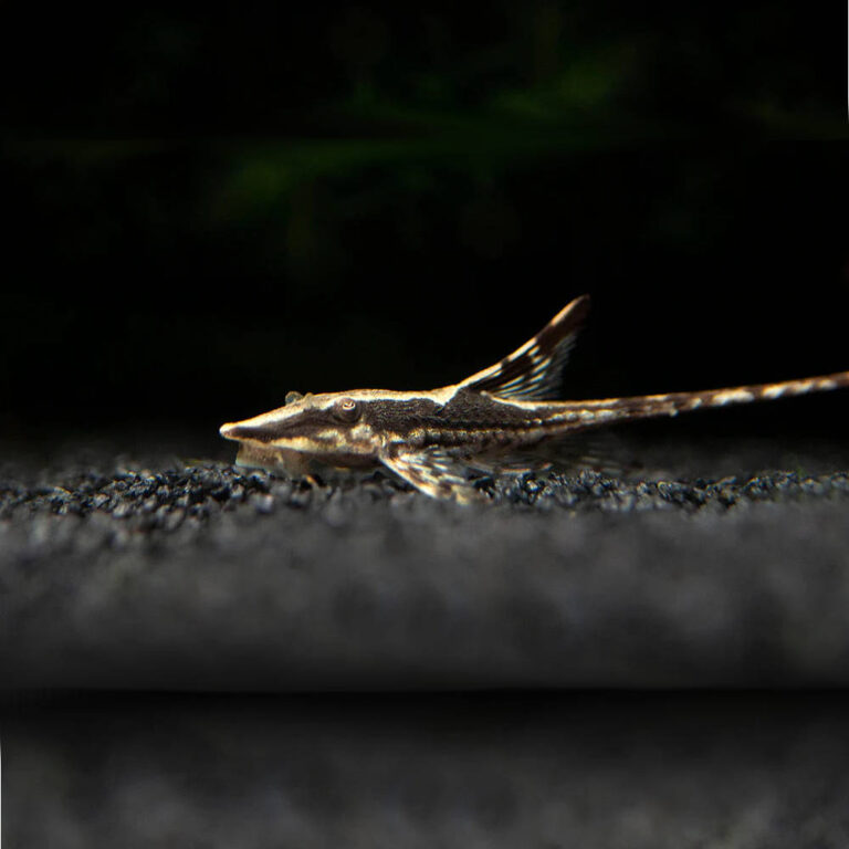 Farlowella Catfish Available - Roxy Aquarium