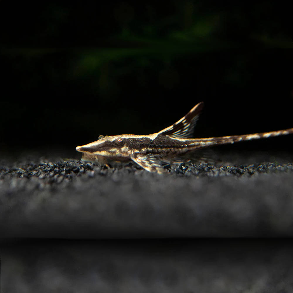 Farlowella Catfish Available - Roxy Aquarium