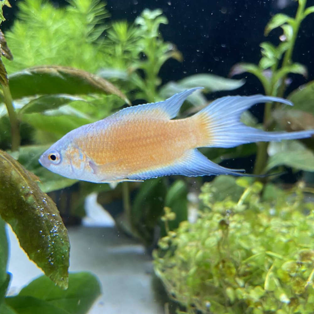 Fire and Ice Paradise Fish - Roxy Aquarium