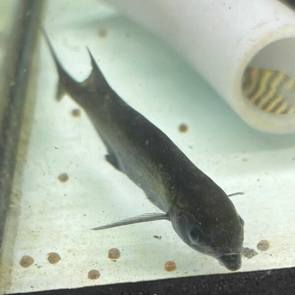 Freshwater Dolphin (Marcusenius sp.) - Roxy Aquarium