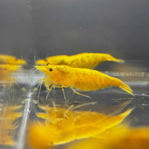 Golden Dust Shrimp Available - Roxy Aquarium