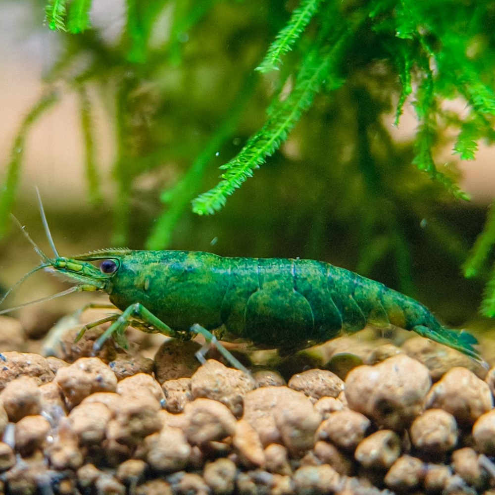 Green Diamond Shrimp Available - Roxy Aquarium