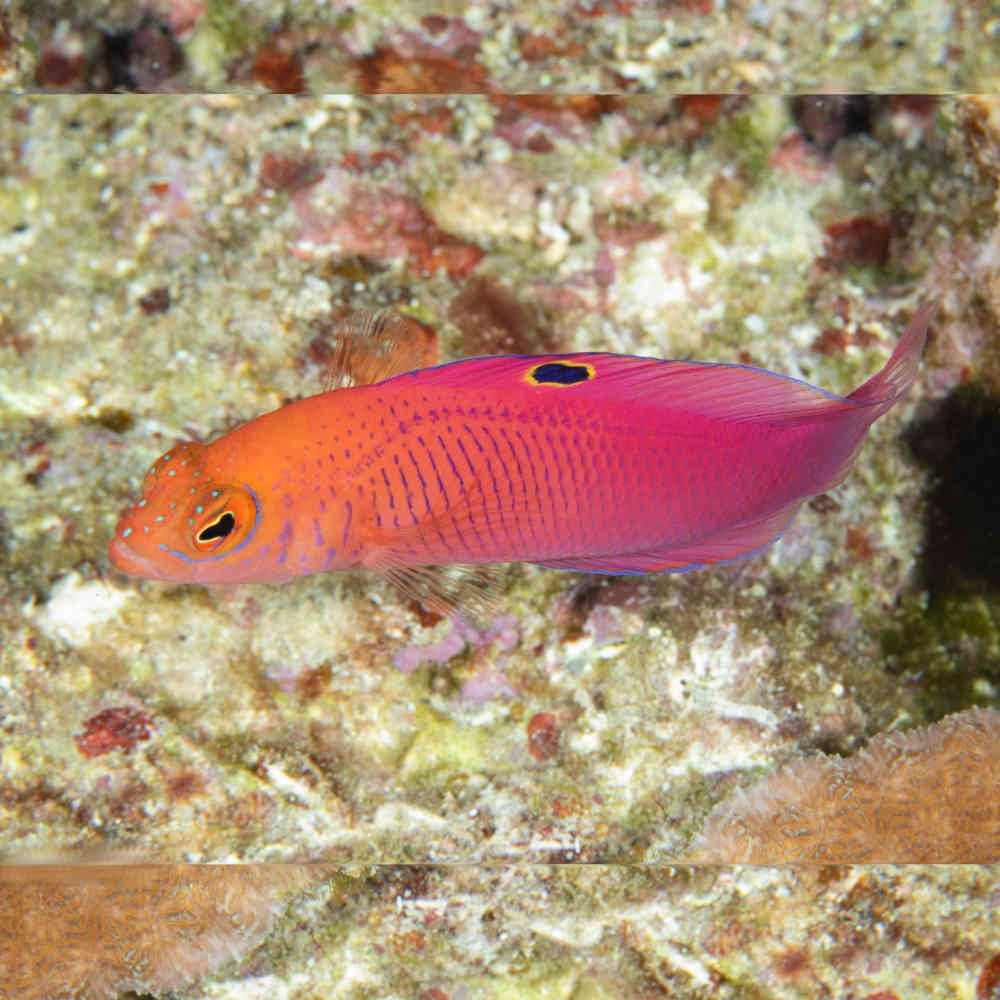 Oblique Lined Dottyback - Roxy Aquarium