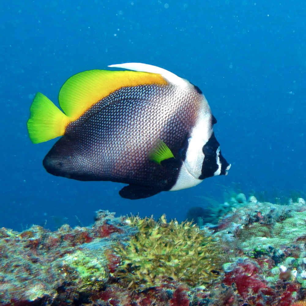 Singular Bannerfish - Roxy Aquarium