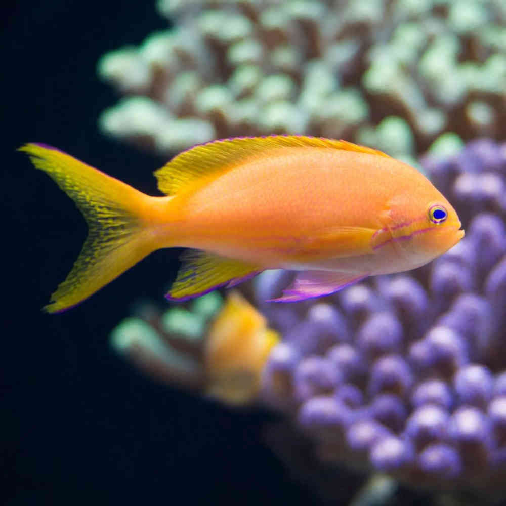 Square Block Anthias Female - Roxy Aquarium