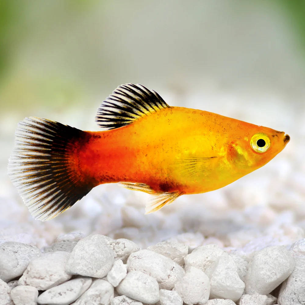 Sunset Platy Available Now - Roxy Aquarium