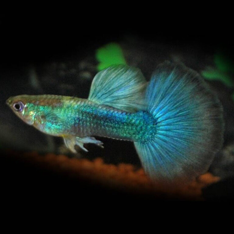 Tuxedo Neon Blue Guppy Male - Roxy Aquarium