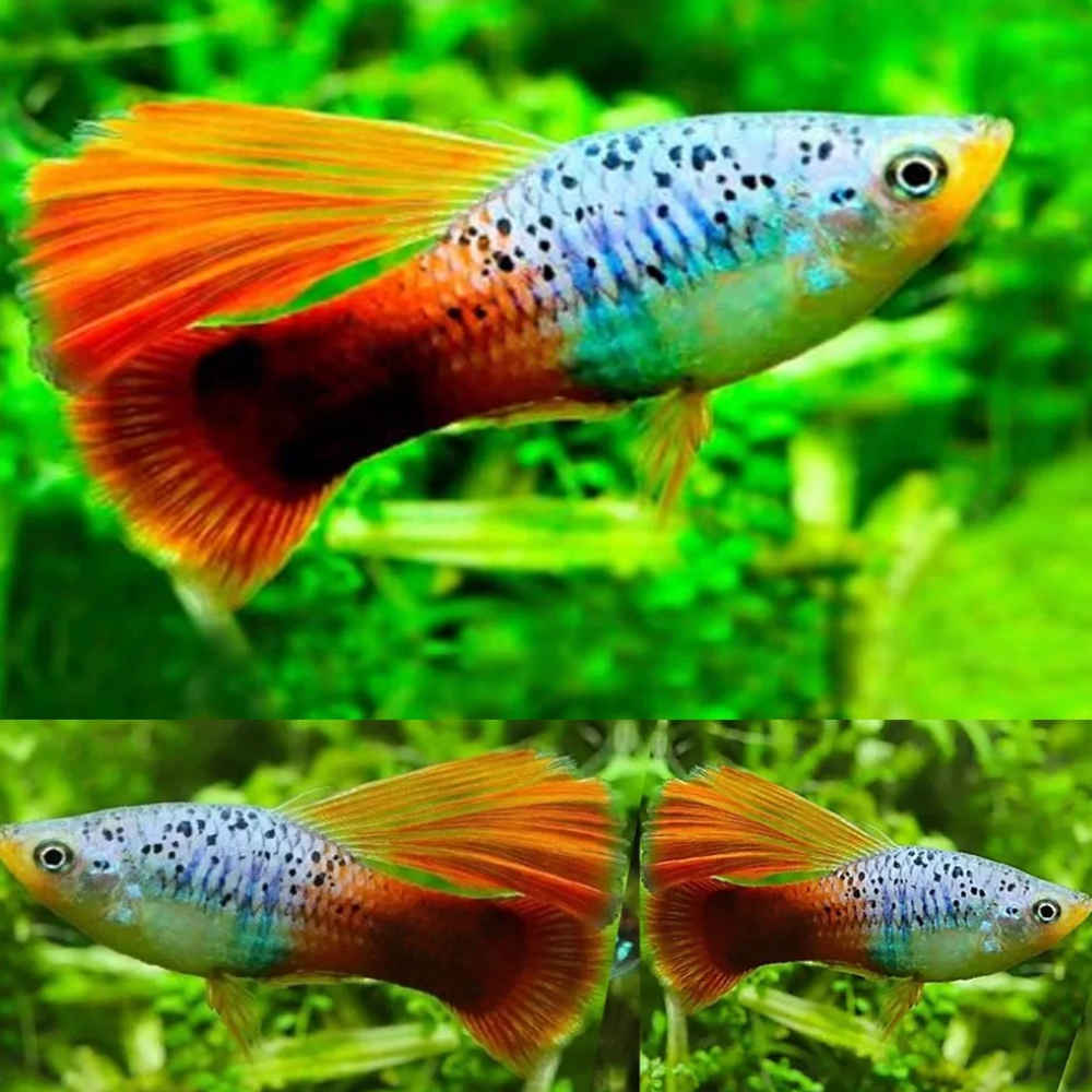 Variatus Hi Fin Blue Coral Platy - Roxy Aquarium