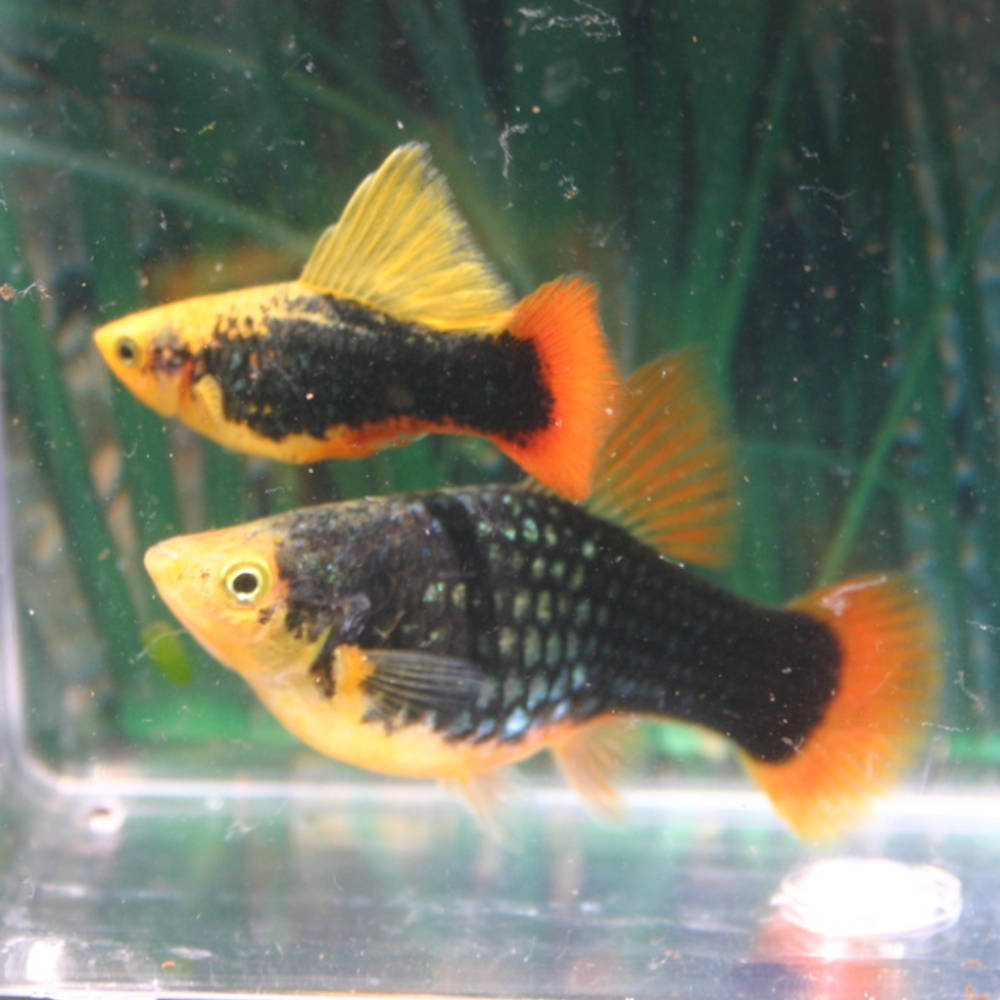 Variatus Hi Fin Red Tail Black Platy - Roxy Aquarium
