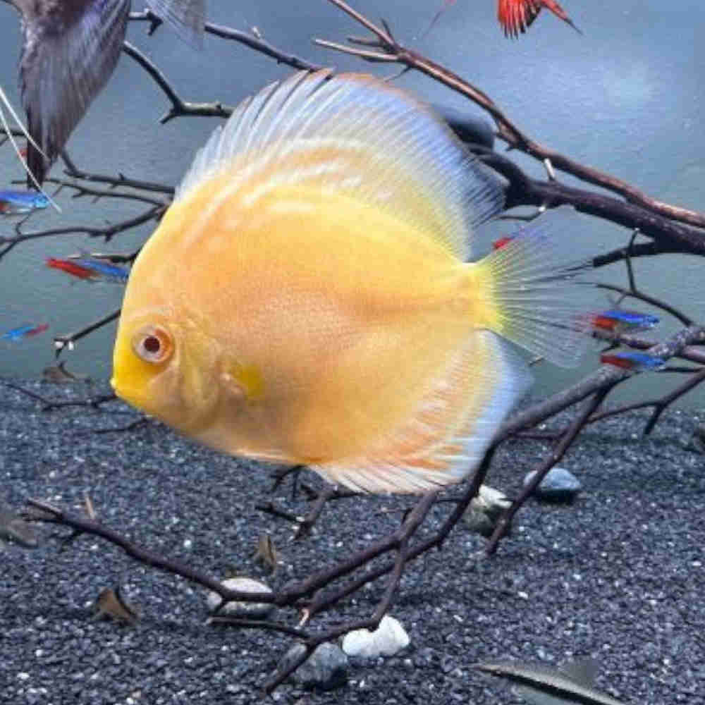 Albino Golden Eye Discus Available - Roxy Aquarium