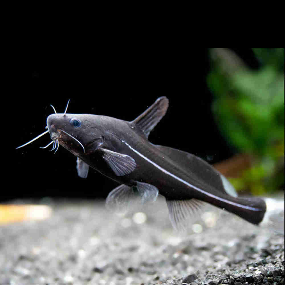 Black Lancer Catfish Available - Roxy Aquarium