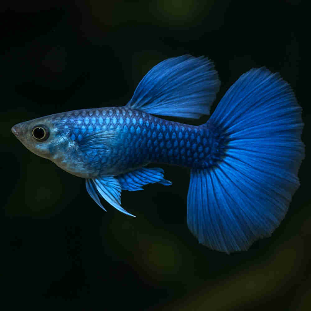 Male Blue Diamond Guppy Available - Roxy Aquarium