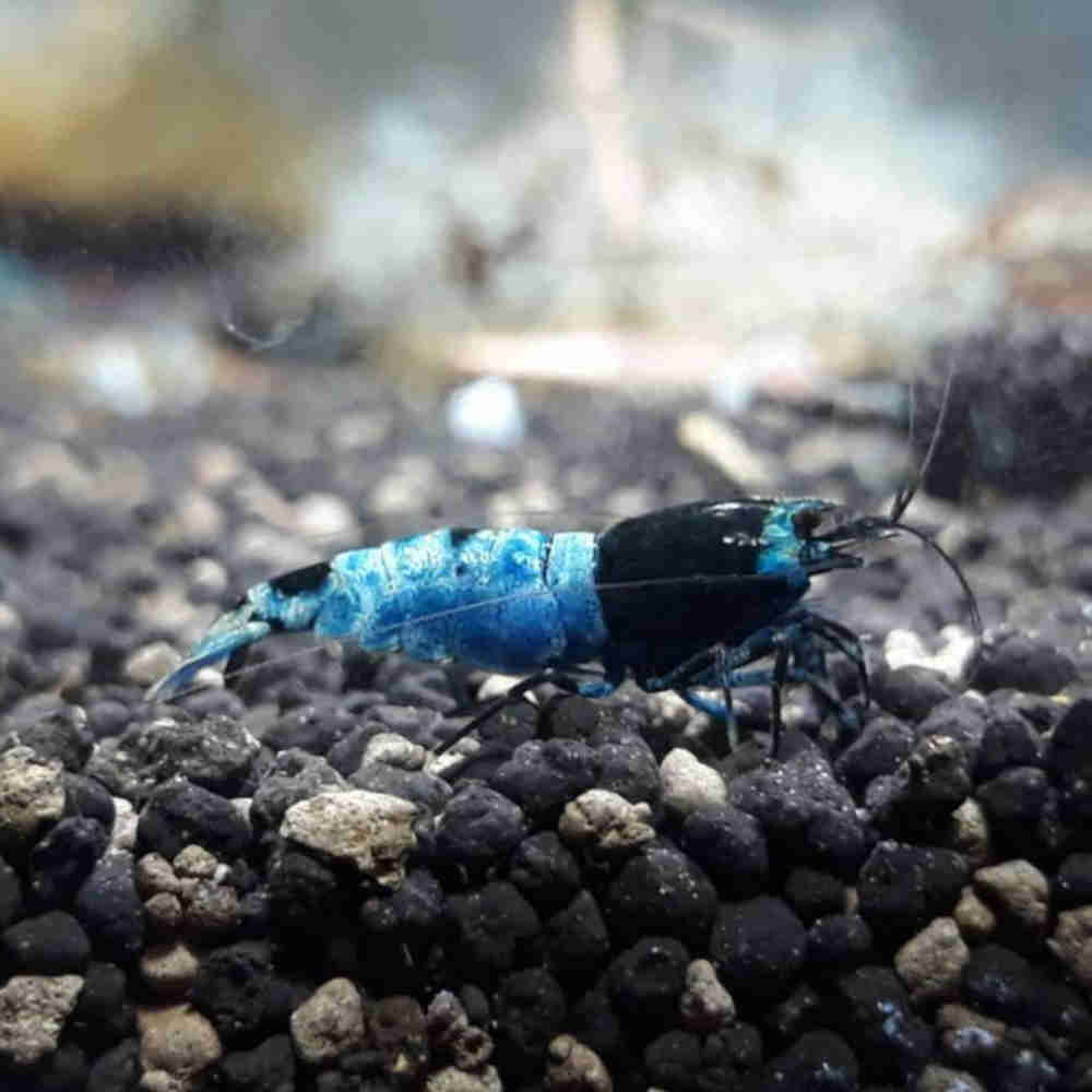 Blue Flower Head Mosura Shrimp - Roxy Aquarium