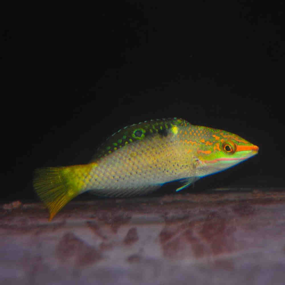 Checkerboard Wrasse - Roxy Aquarium