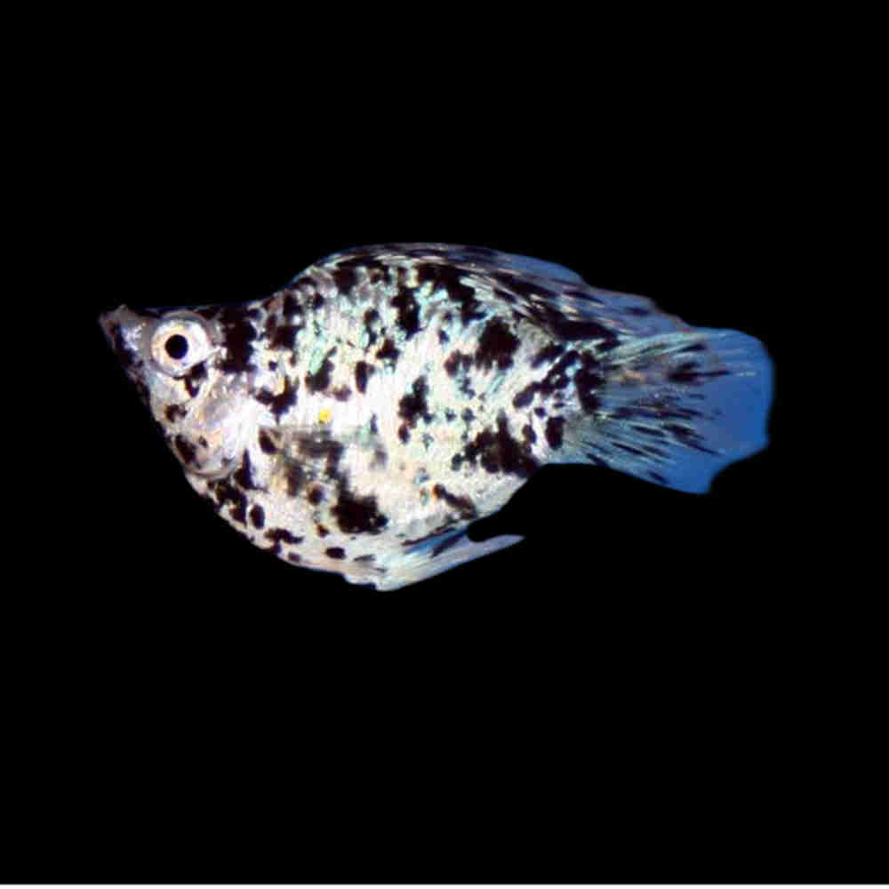 Dalmatian Balloon Molly Available - Roxy Aquarium