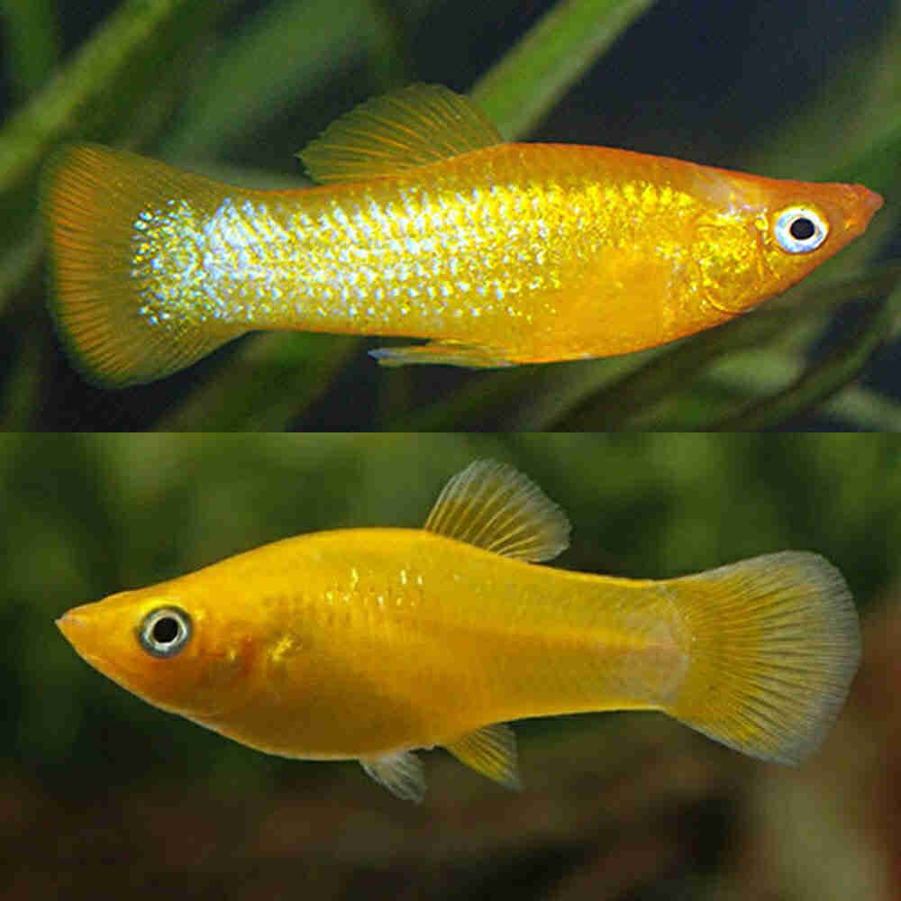 Gold Nugget Mini Molly Available - Roxy Aquarium