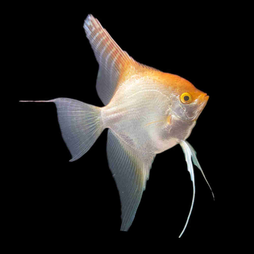 Gold Veiltail Angelfish Available - Roxy Aquarium