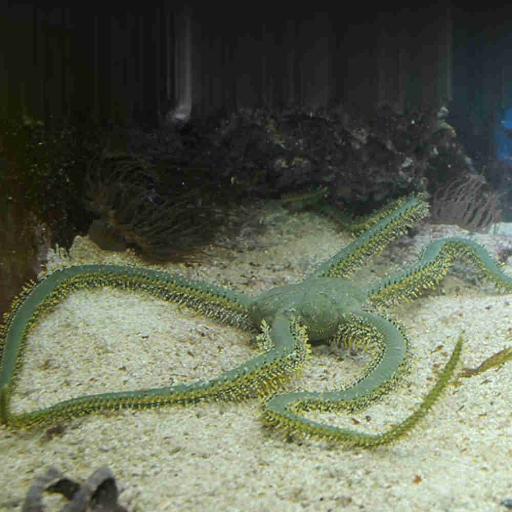 Green Serpent Starfish - Roxy Aquarium