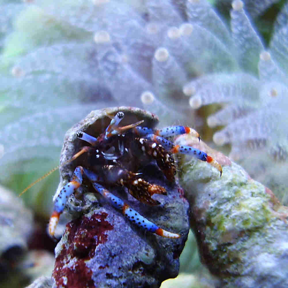 Janitor Hermit Crab - Roxy Aquarium