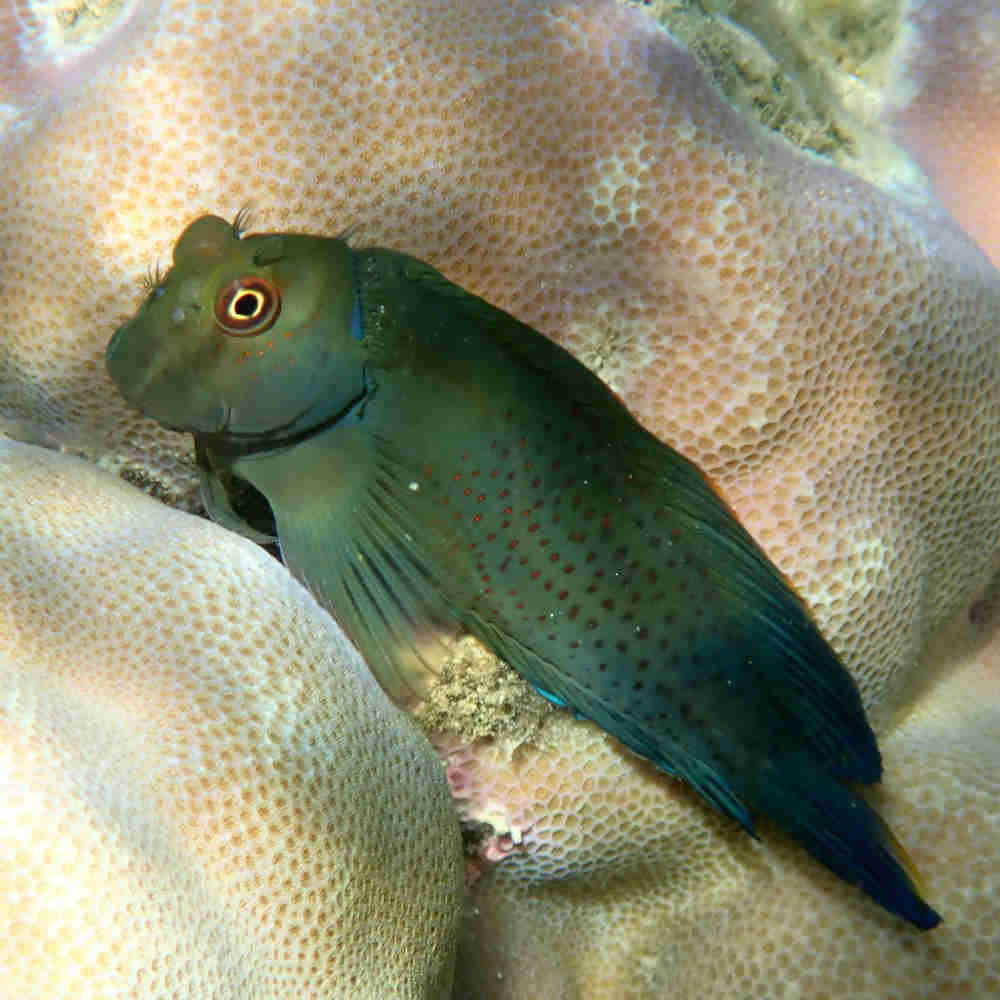 Lady Musgrave Blenny (Cirripectes chelomatus)