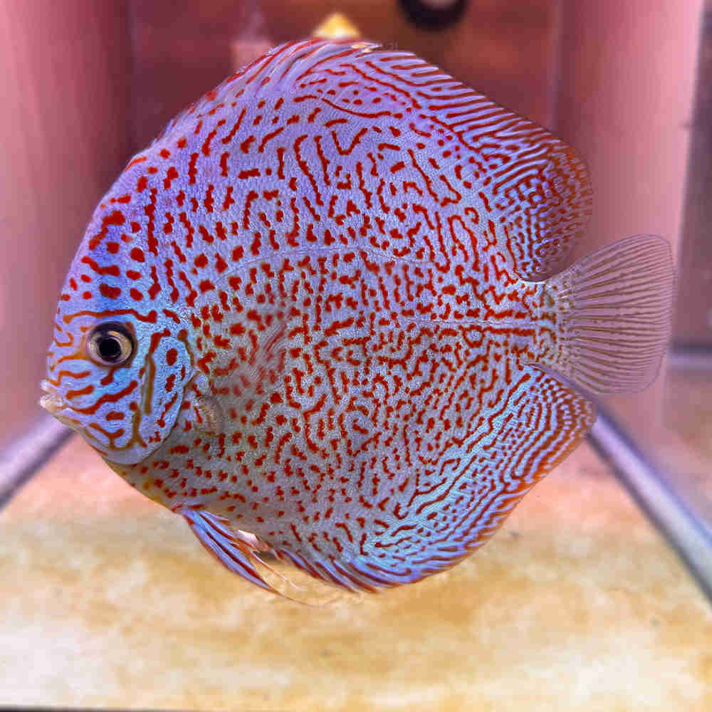 Leopard Discus Available! - Roxy Aquarium